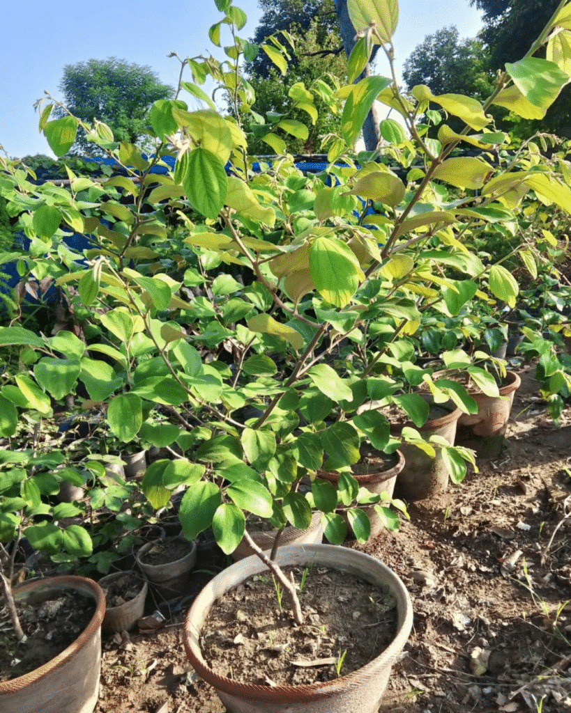 Buy Ziziphus Nummularia Plant in Pakistan (Jharberi)