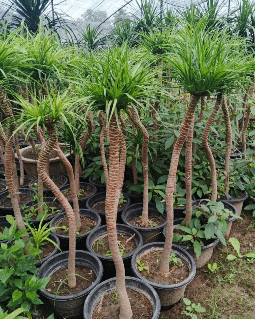 Buy Dracaena Draco Plant in Pakistan | Dragon Tree by TinyFolia